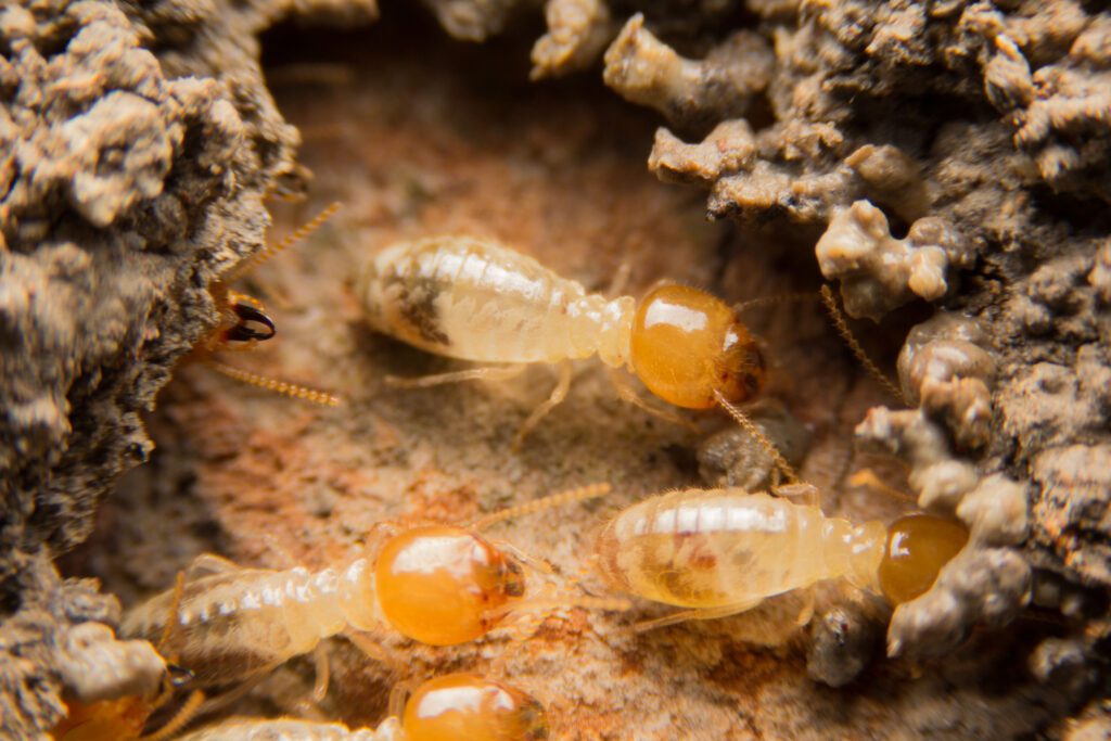How Do Termites Spread? - Premier Termite & Pest Control