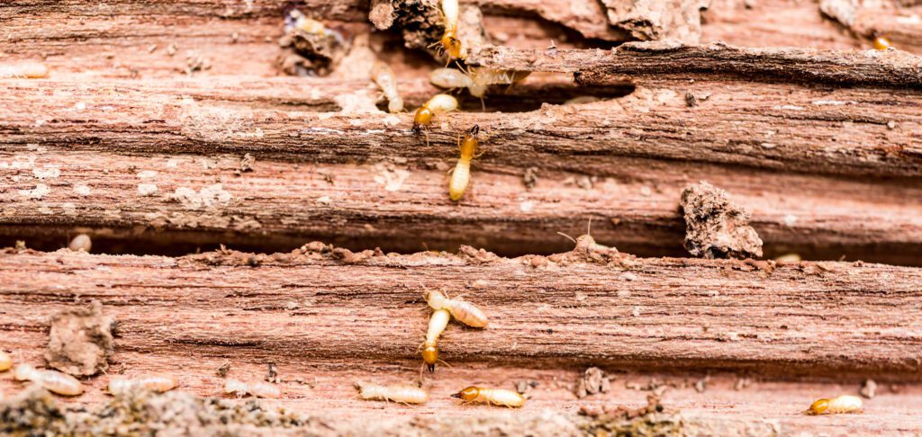How Does the Sentricon Termite System Work? - Premier Termite & Pest ...